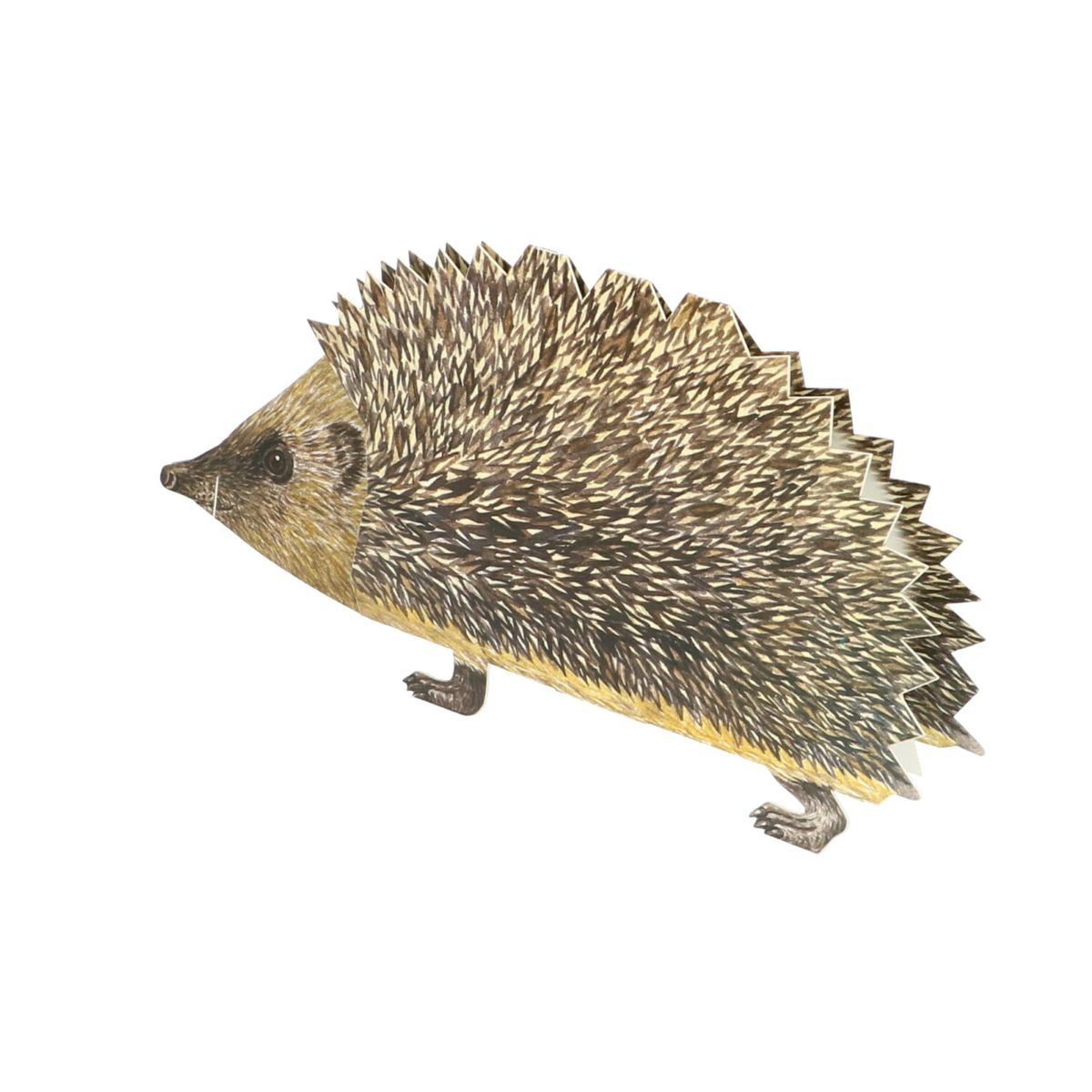 Kaart 3D met envelop, egel online kopen?| Dille & Kamille