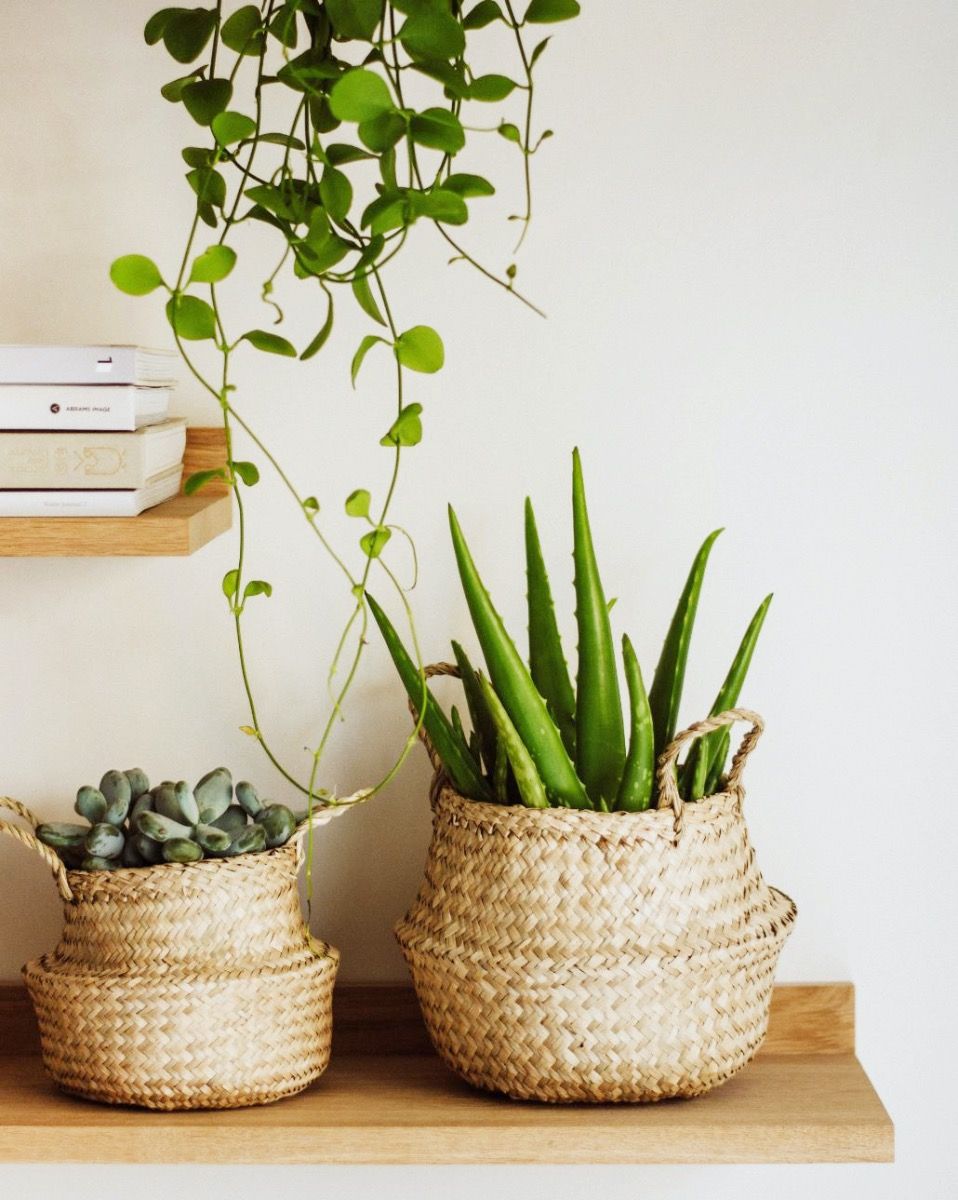 Groen in huis: onze tips voor je kamerplanten